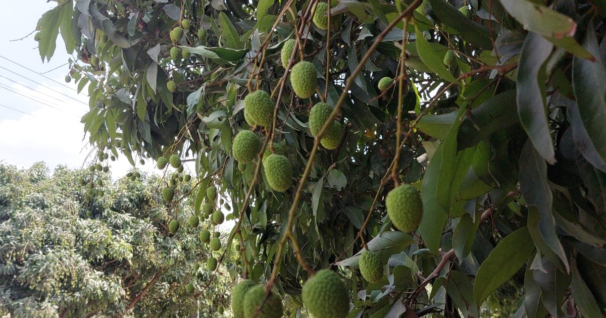 Shahi Lychee: खत्म होगा इंतजार...20 मई तक बाजार में आ सकती है शाही लीची ...