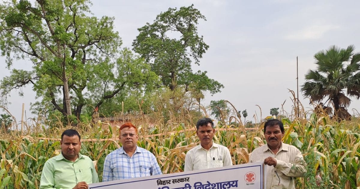 Maize Farming: सीवान में इस बार बड़े पैमाने पर मकई की खेती, जानें ...