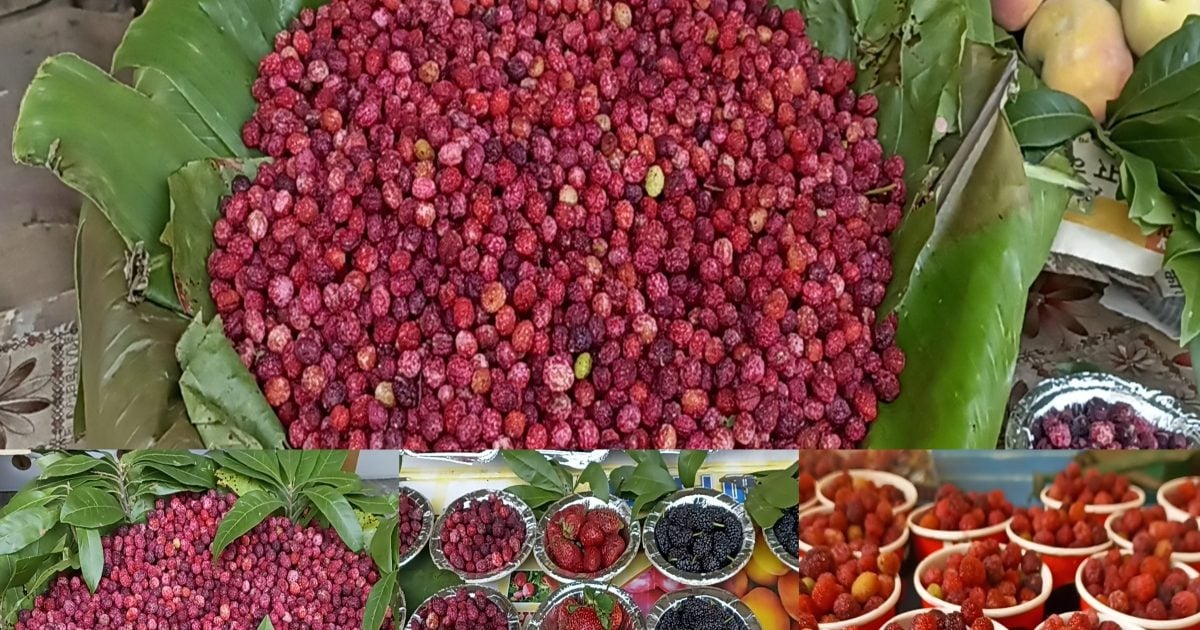 Haldwani News: बाजार में बिकने लगा है पहाड़ी फलों का राजा 'काफल', हैरान ...