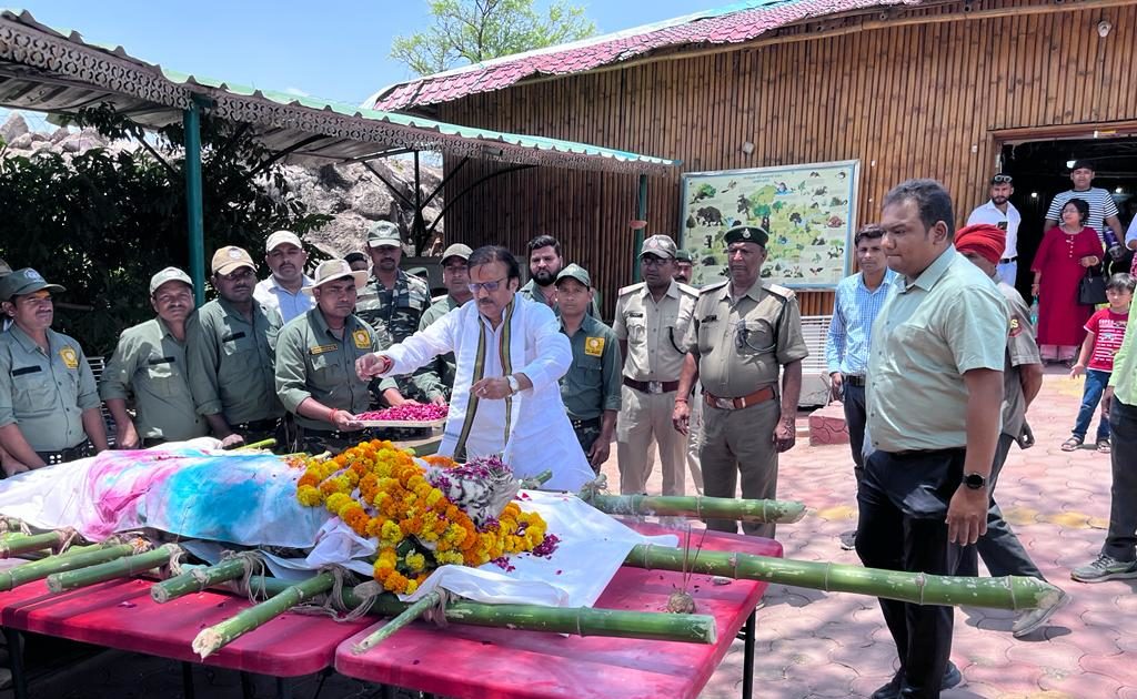 White Tiger: मुकुंदपुर सफारी में सफेद बाघिन 'विंध्या' की मौत, ऐसे दी गई ...