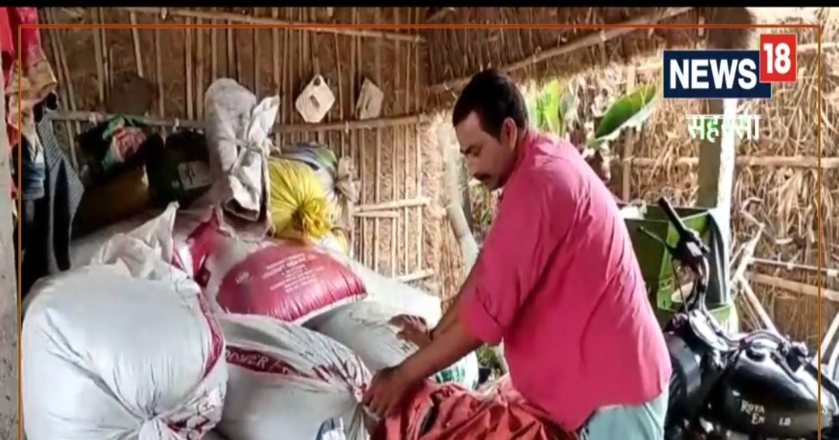 Saharsa News: कोसी में पहली बार हुई कतरनी धान की खेती, खुशबू में भागलपुरी चावल से कम नहींं ...