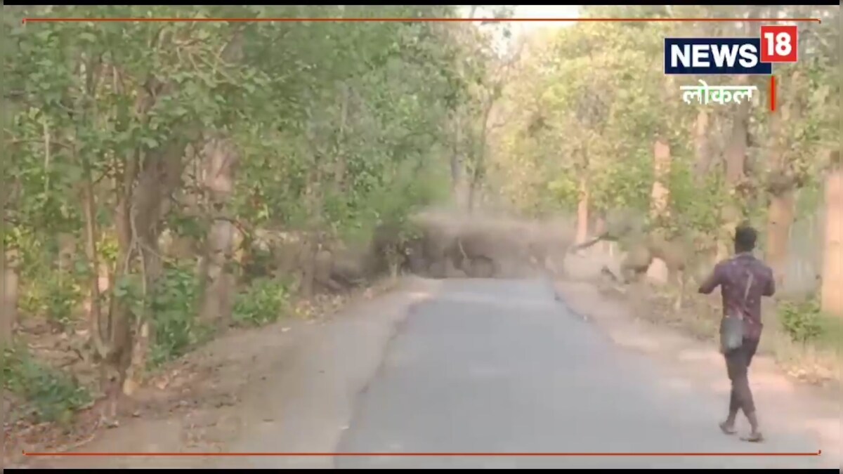 KORBA: एक साथ पहुंचा 24 हाथियों का दल, राहगीरों की जुटी भीड़; देखें ...