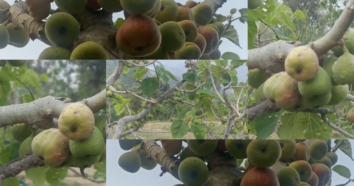 यह जंगली फल सिर्फ 3 महीने मिलता है पहाड़ में, कई बीमारियों के लिए ...