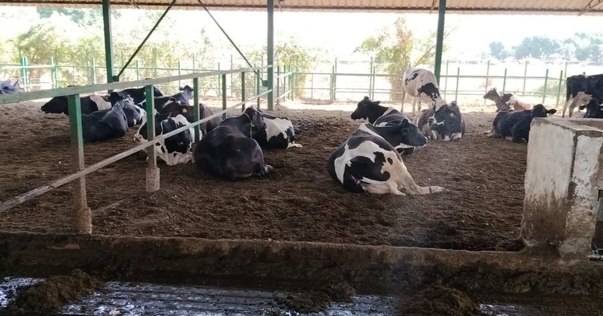 Success Story: इजरायली तकनीक से इस युवा ने बदली अपनी किस्‍मत, अब हो रही ...