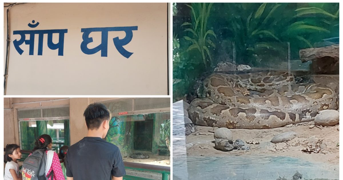 लखनऊ जू में सांपों की ठाट देखकर दंग रह जाएंगे आप, बच्चे हो जाते हैं मस्त, देखें वीडियो - Lucknow ...