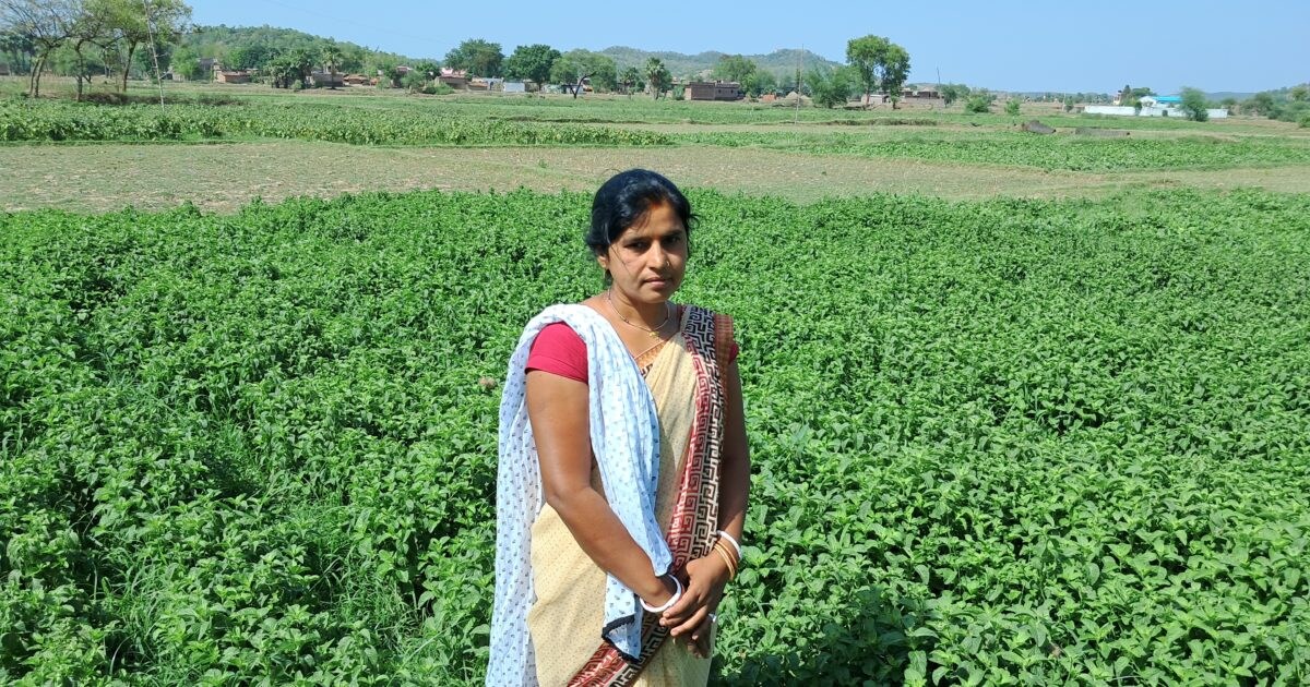 मेंथा की महक से गुलजार हुआ गया, बंजर भूमि से महिलाओं को हो रही है 10 ...