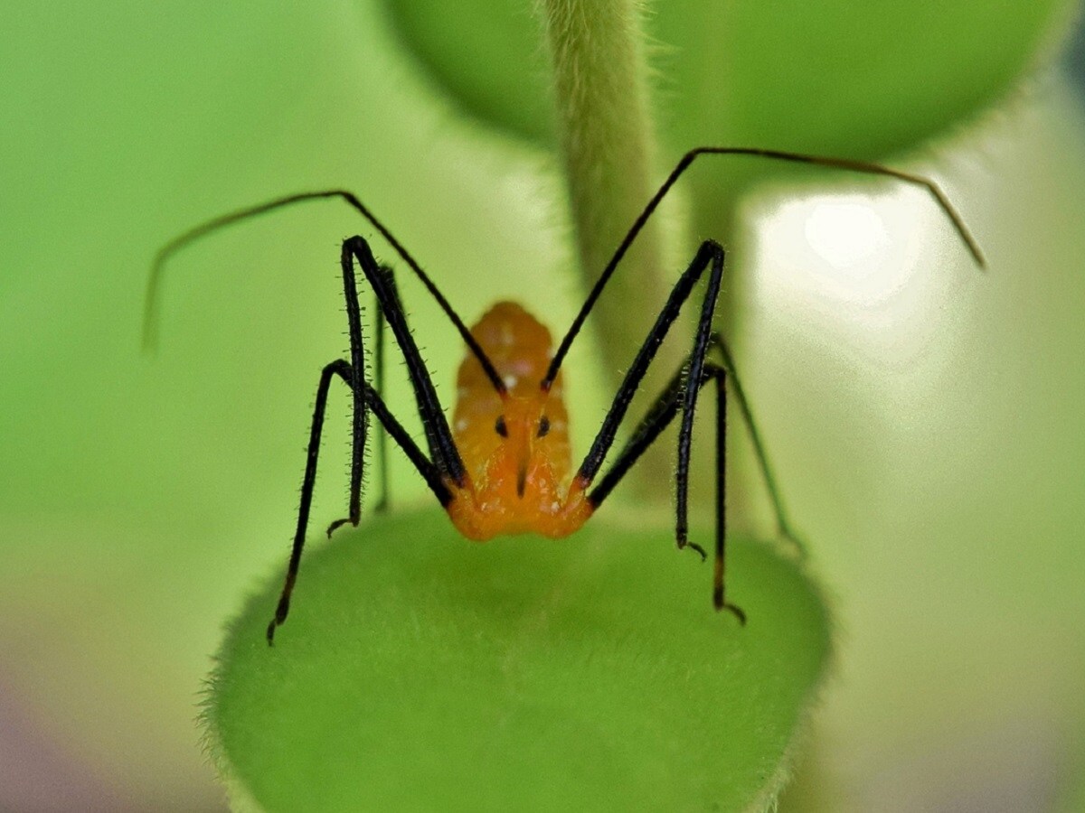 Insects Using Tools to Capture Prey a Rare Example found by Scientists ...