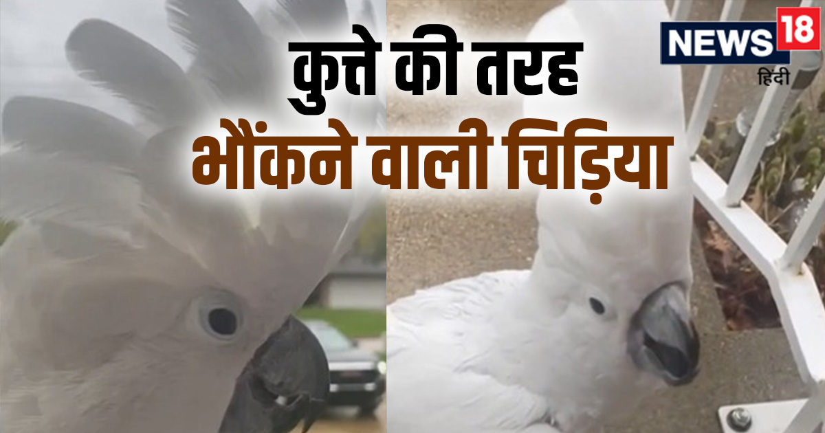 Barking Bird: कुत्तों की तरह भौंकती है चिड़िया, आवाज़ सुनकर हो जाएंगे ...
