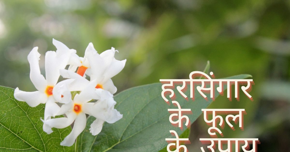 रुके धन की प्राप्ति के लिए रामबाण है हरसिंगार के फूल, जाग उठेगी रुठी ...