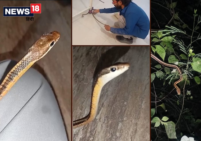 PHOTOS : एमपी में मिला उड़ने वाला सांप, मकान की तीसरी मंजिल पर फरमा रहा ...