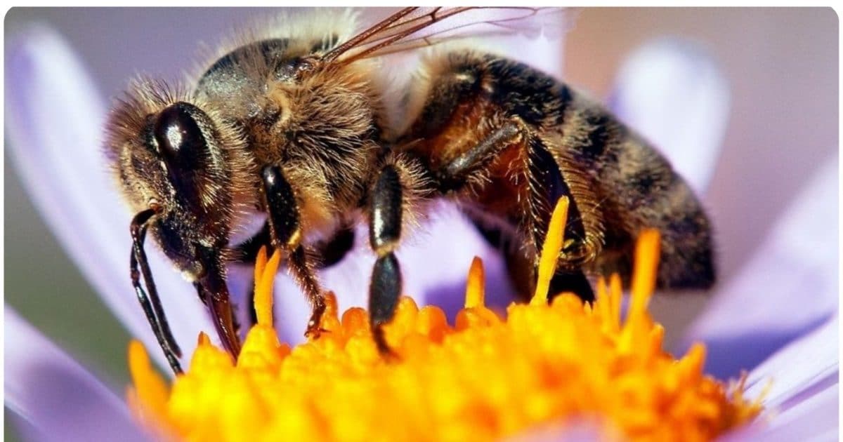 क्‍या कीड़े जानवर हैं? धरती पर जानवरों संग साझा करते हैं एनिमेलिया ...