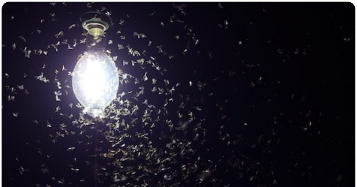 क्‍या कहता है विज्ञान, कीट-पतंगे रोशनी की तरफ क्‍यों होते हैं आकर्षित ...