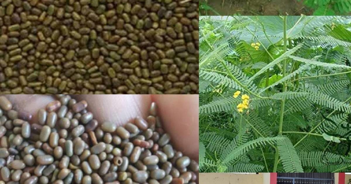 Kannauj News : जमीन की उवर्रक क्षमता कई गुना बढ़ा देती है यह खाद, फसल ...