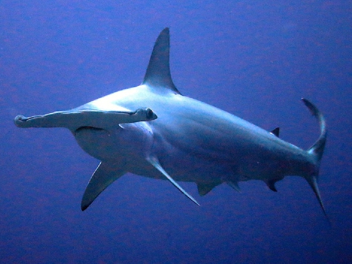 Hammerhead sharks hold their breath to stay warm for successful hunt ...