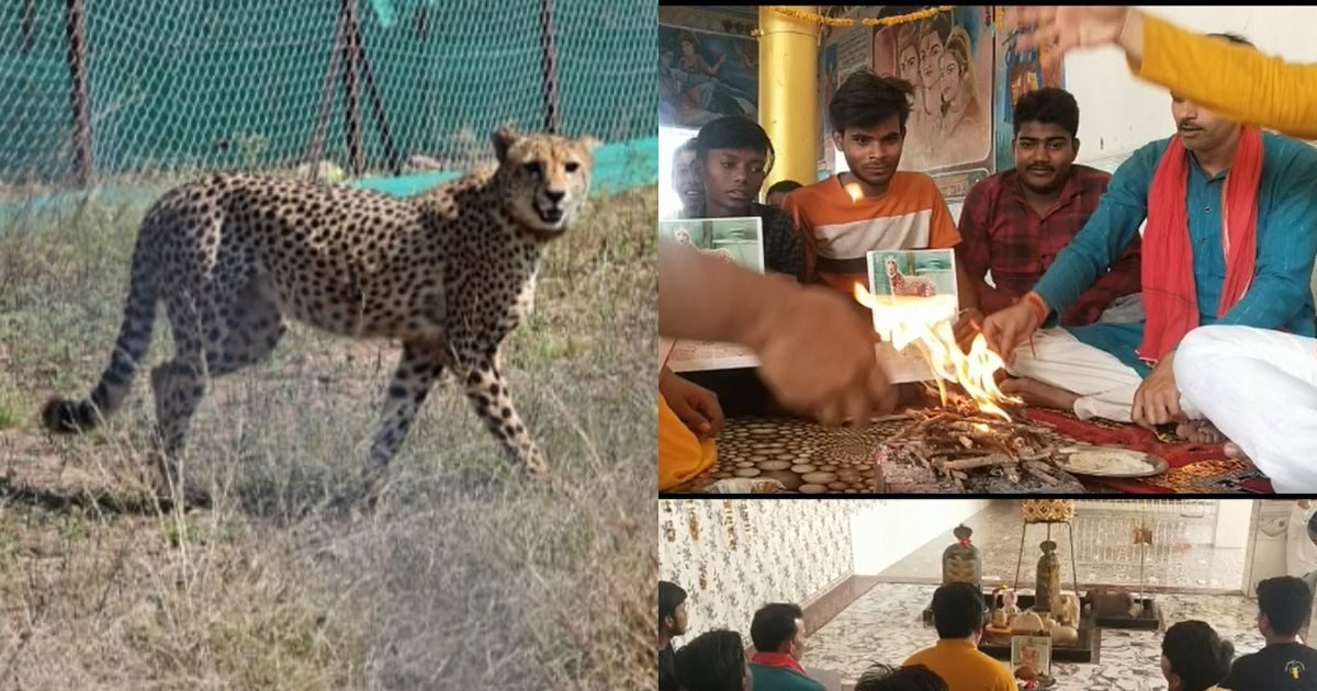 PHOTOS: कूनो नेशनल पार्क में चीतों की मौत से पसरा मातम, मंदिर में हवन ...