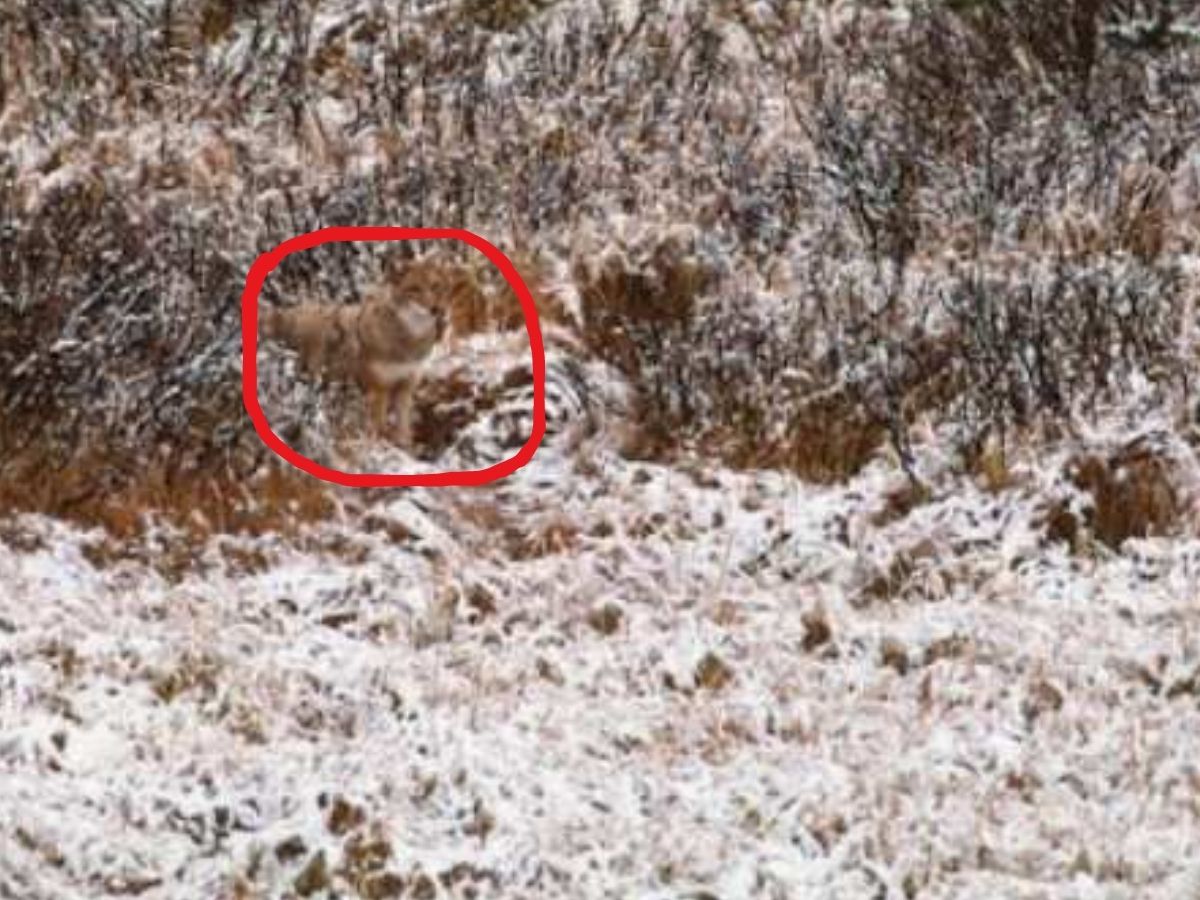 You have to find the fox hidden in the snow in 8 seconds, will your ...