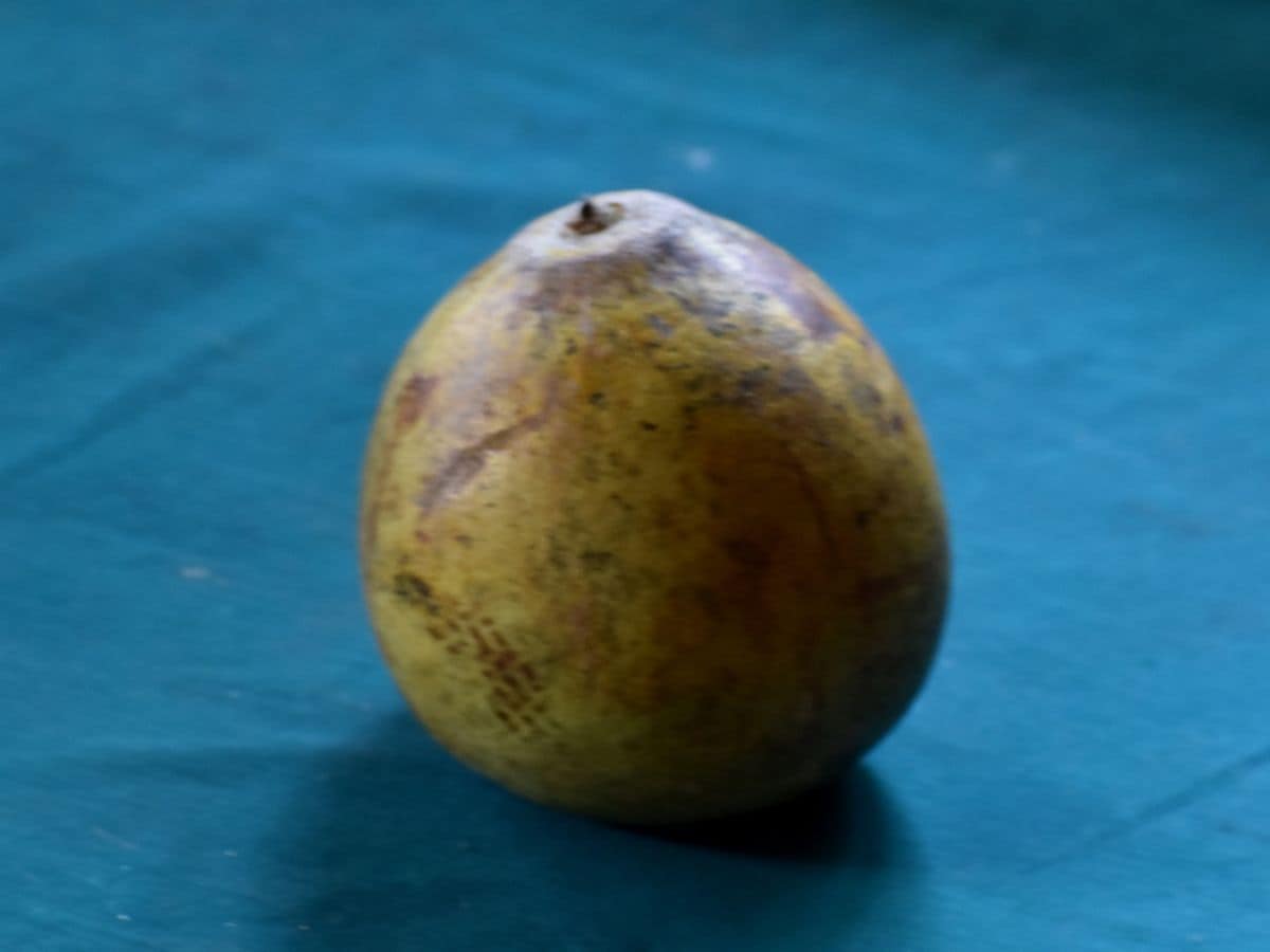 स्वाद का सफ़रनामा: संक्रमण से लड़ने में मददगार है कैथा, एंटी-एजिंग ...