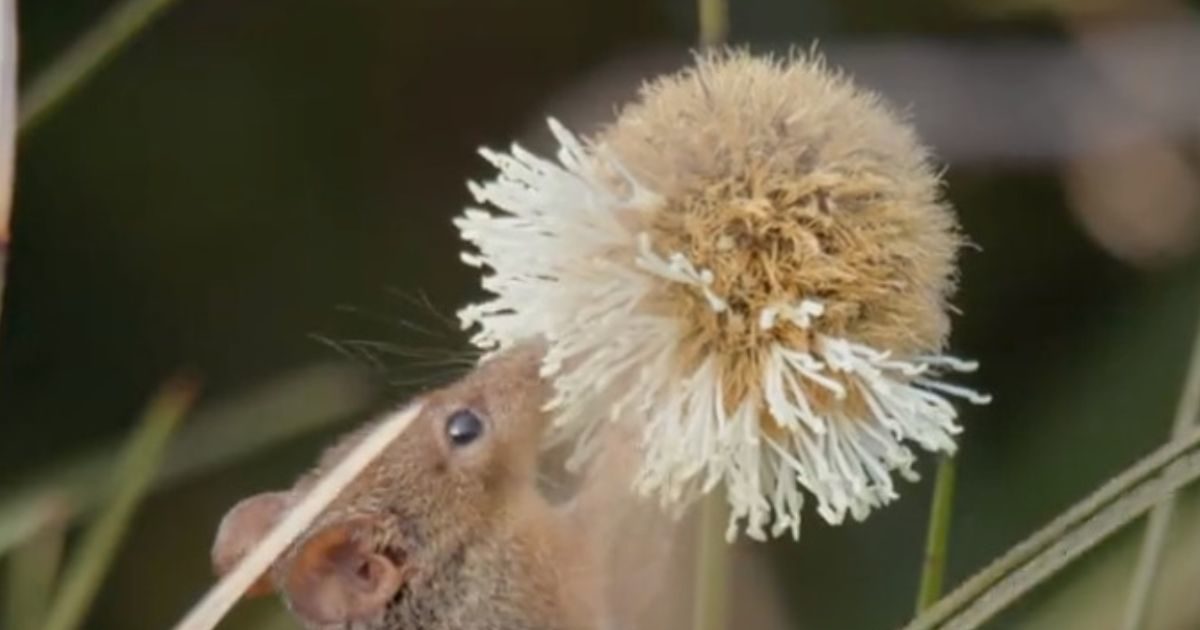 Viral Video: ये है दुनिया का एकमात्र जीव, जो पराग खाकर रहता है जिंदा ...