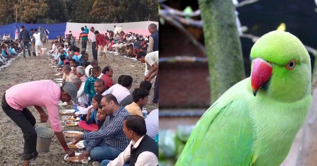 बच्चे की तरह पाला, 25 साल बाद अचानक धोखा दे गया तोता, परिवार ने पूरे ...