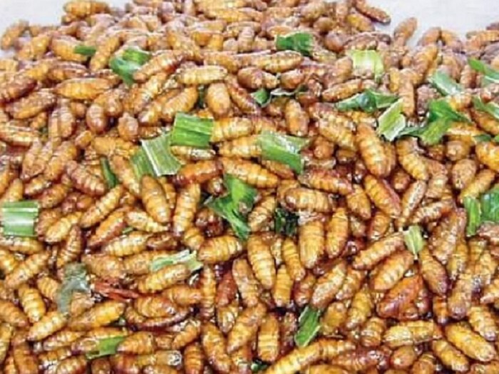 Insects Food In India : देश के वो राज्य जहां चाव से खाए जाते हैं कीड़े ...