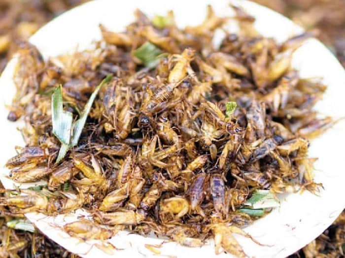 Insects Food In India : देश के वो राज्य जहां चाव से खाए जाते हैं कीड़े ...