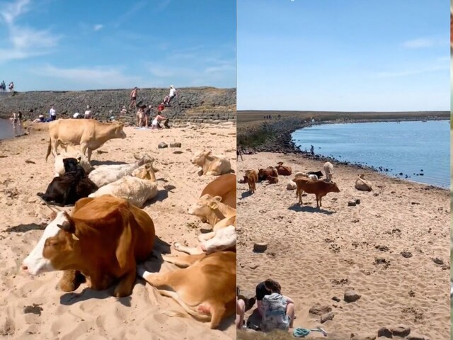 Cow Beach: बीच नहीं ये है गायों का तबेला! इंसान हैं गिने-चुने, हर तरफ ...