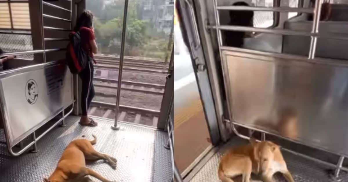 Dog In Train: हर दिन लोकल ट्रेन से यात्रा करता है कुत्ता, रात में लौट ...