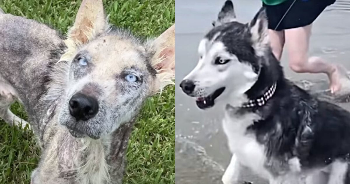 Viral Video: चलता-फिरता कंकाल था कुत्ता, मौत से होने वाला था सामना ...