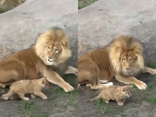 Lion Scared Video: पिद्दी भर के शावक ने उड़ाए बब्बर शेर के होश, बुरी ...