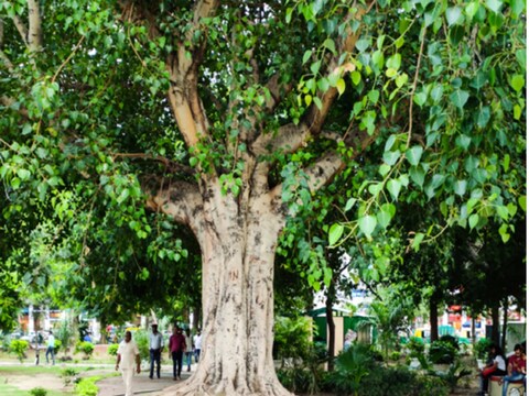आखिर क्यों हिंदू धर्म में की जाती है पीपल के पेड़ की पूजा? जानें महत्व ...