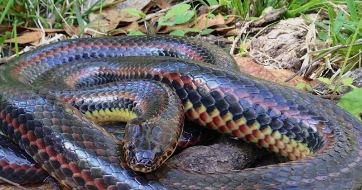 Rainbow Snake: इंद्रधनुष की तरह रंगीन है ये सांप, दिखने में लगता है ...