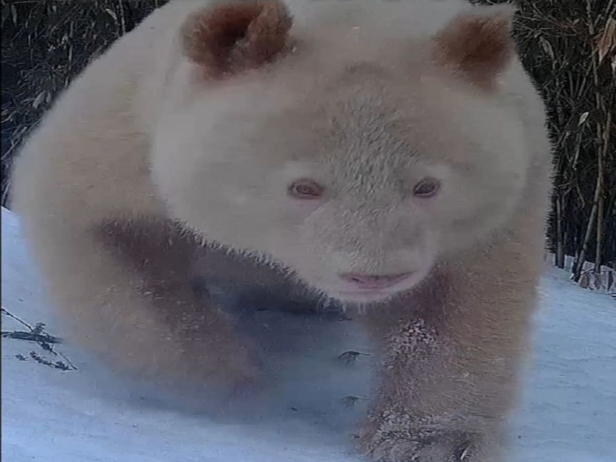 नजर आया दुनिया का सबसे दुर्लभ पांडा, धरती पर अपने आप में इकलौता, बीमारी ...