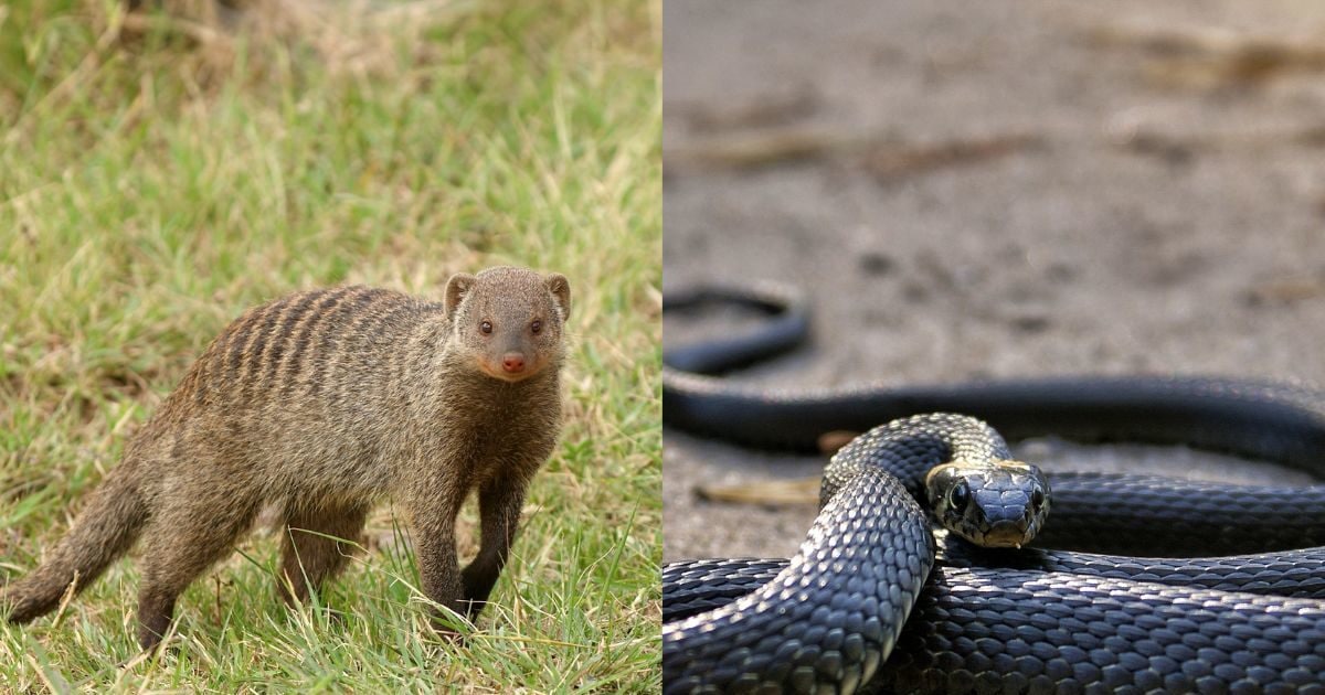 सांप और नेवले में क्यों है दुश्मनी? कौन किस पर पड़ता है भारी? जान लीजिए ...