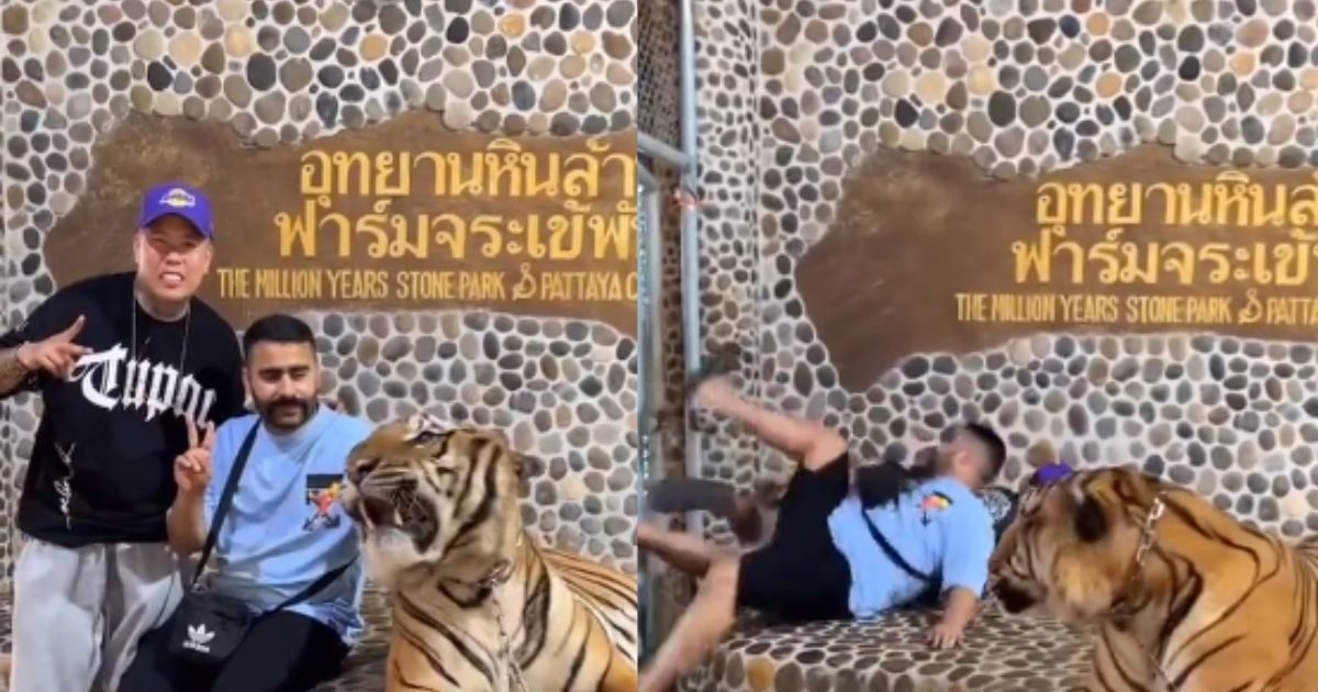 Video: टाइगर संग खिंचाने चले थे फोटो, एक दहाड़ निकल गई बहादुरी, सिर पर ...