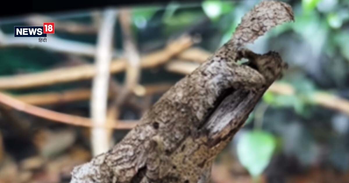 एक बार में नहीं समझ पाएंगे इस डंडे की सच्चाई, 99 प्रतिशत हो गए फेल ...