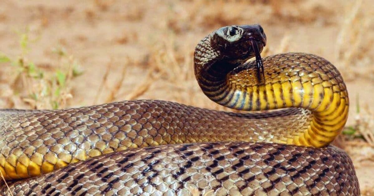 कौन है सबसे खतरनाक और जहरीला सांप? जिसके काटते ही हो जाएगी झट-पट मौत ...