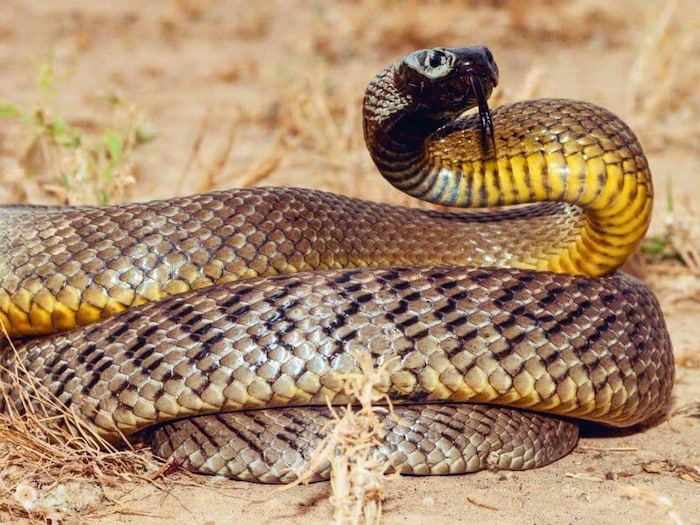 कौन है सबसे खतरनाक और जहरीला सांप? जिसके काटते ही हो जाएगी झट-पट मौत ...