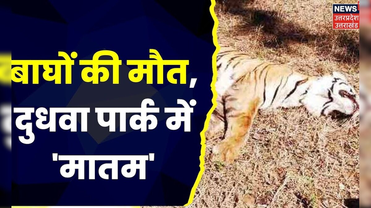 Tiger Death In Dudhwa :मेघों की मौत मामले में CM Yogi Adityanath चिंतित ...