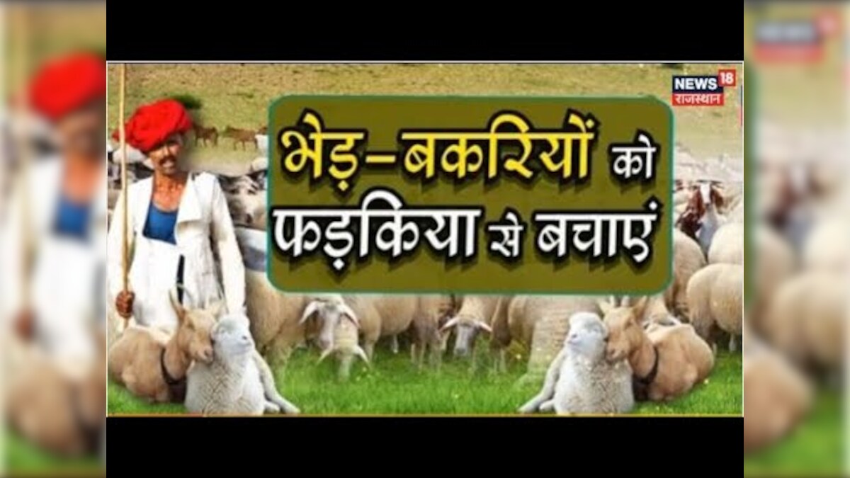 PPR Disease In Goats | बकरियों में PPR रोग के कारण और लक्षण को जानिए ...