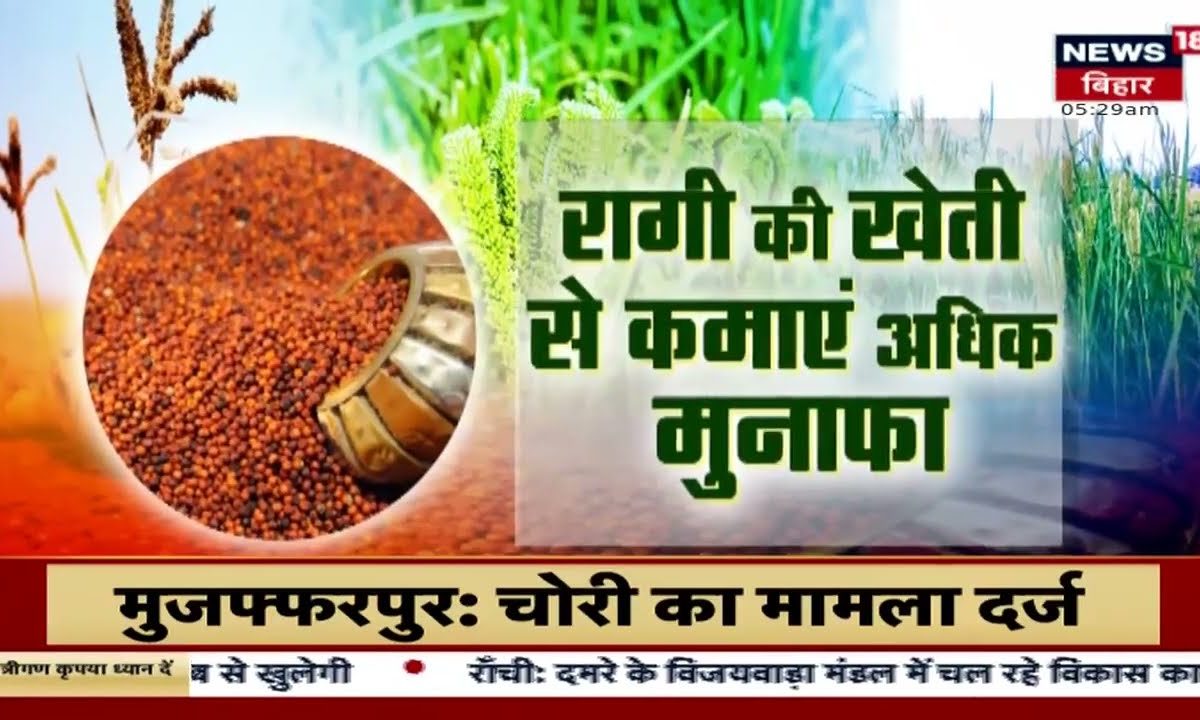 Annadata : रागी की खेती कैसे करें । Ragi Cultivation । Maduwa ki kheti ...