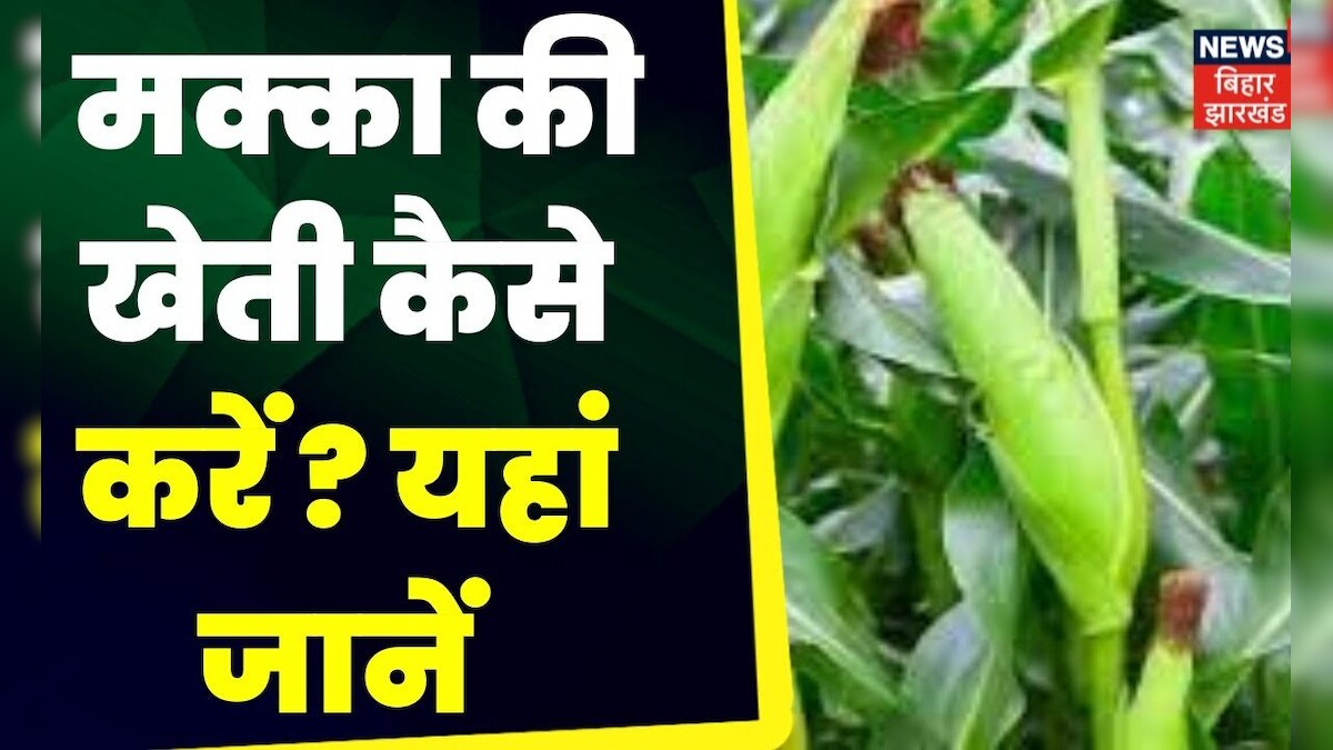 Annadata : मक्का की खेती कैसे करें ? यहां जानें | Maize Farming in ...