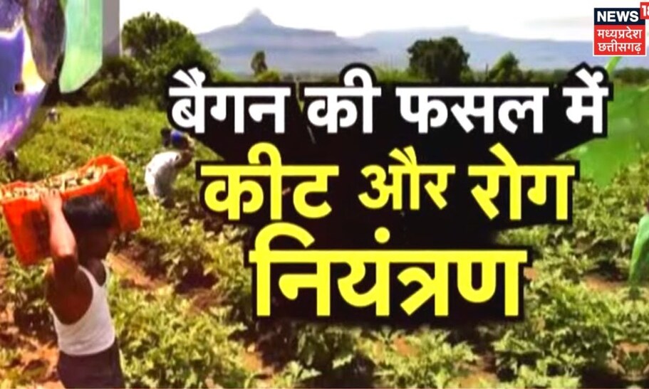 Annadata | Brinjal की फसल को नुकसान पहुंचाने वाले कीट और रोगों की कैसे ...