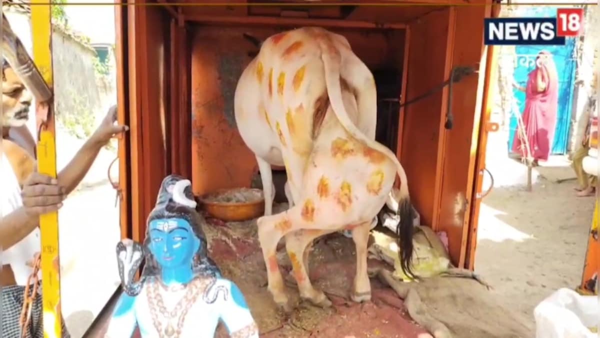 Describing the sight of a six-legged cow as a miracle, charity is being ...