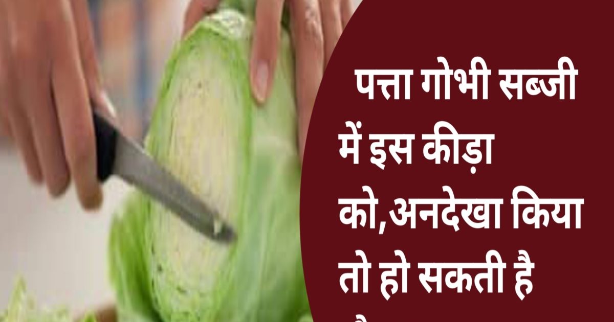 MP News: पत्ता गोभी खाते वक्त रहें सावधान, ये खतरनाक कीड़ा ले सकता है ...
