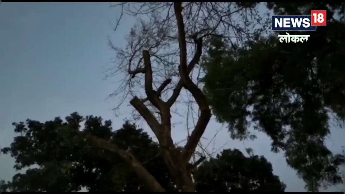 अपने घर में लगे पेड़ को काट कर बुरा फंसा युवक, कॉलोनी के लोगों ने थाने ...