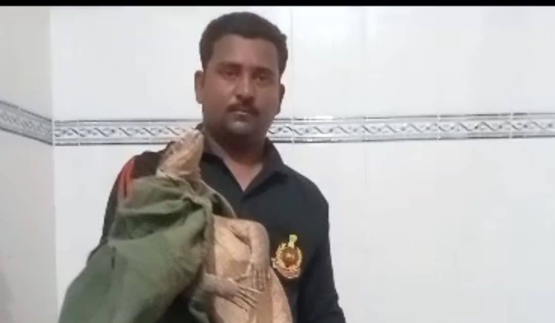 टॉयलेट खोला तो उड़ गए घरवालों के होश! छिपा था 3 फीट लंबा गोयरा, 45 मिनट ...