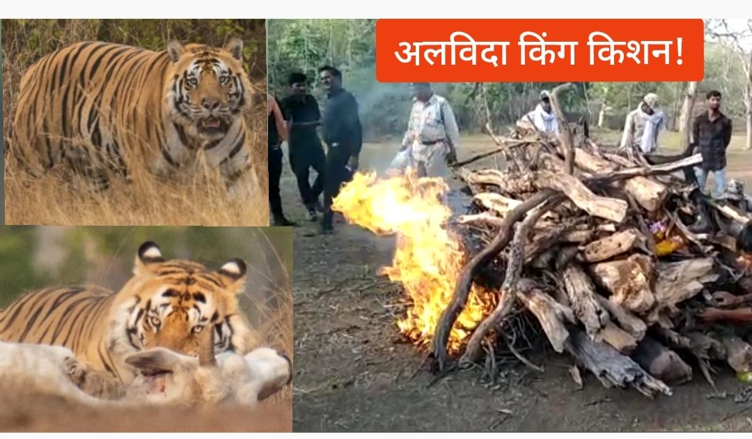 Tiger Death: नहीं रहा नौरादेही का किंग टाइगर किशन, सम्मान के साथ अंतिम ...
