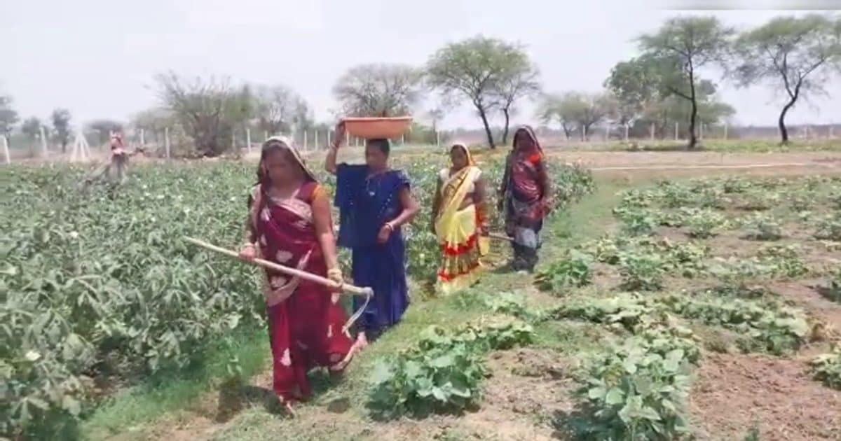 Chhattisgarh News : सब्जियों की खेती से इस जिले की महिलाएं हो रहीं ...