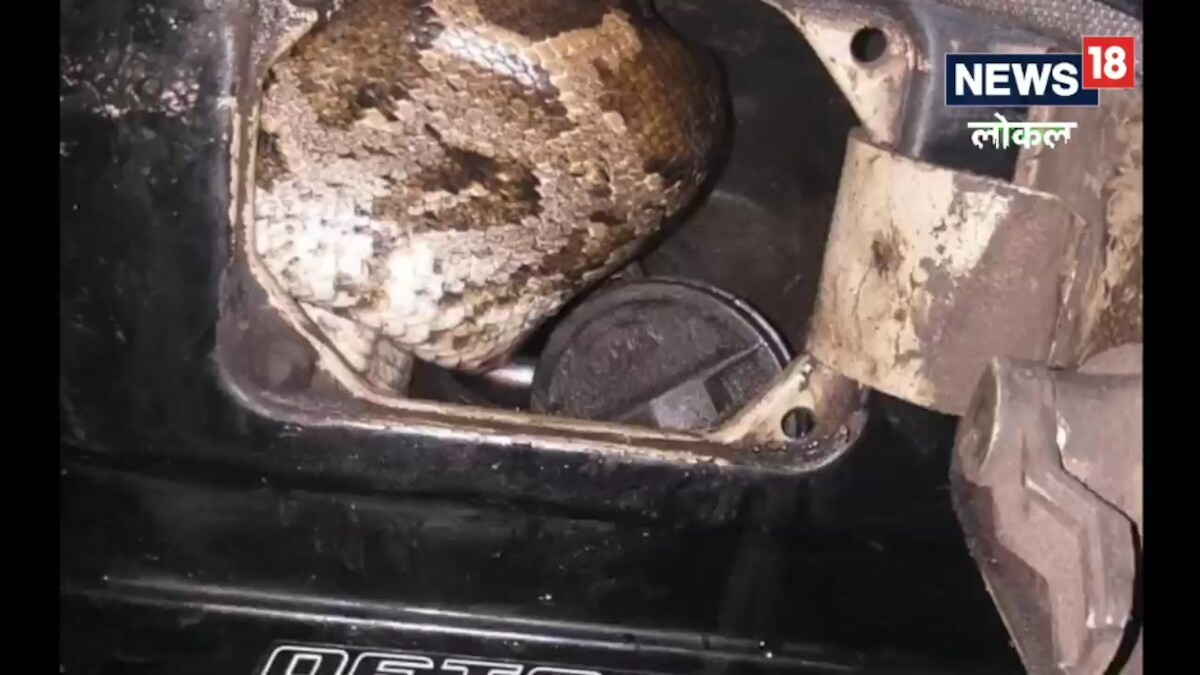 Snake Video: ऑटो की डिक्की में घुसा अजगर, चालक की नजर पड़ी तो उड़ गए होश! - Giant python snake ...