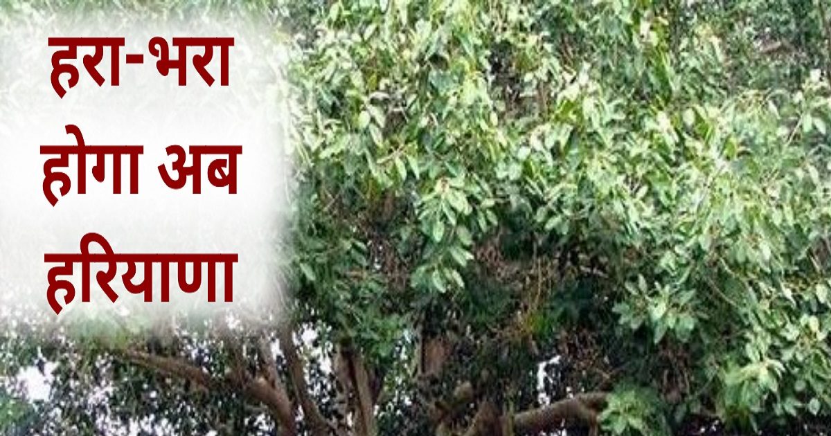 हरा-भरा होगा हरियाणा! छात्र देंगे पर्यावरण बचाने का बड़ा संदेश, सरकार ...